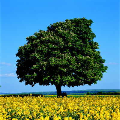 Ansichten eines Kastanienbaums